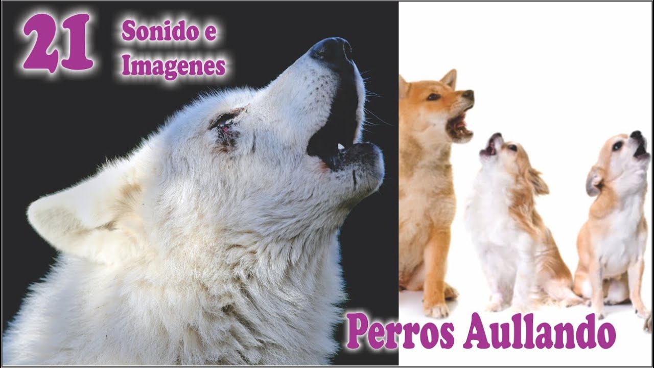 21 PERROS AULLANDO sonido perros aullando 🐾 - YouTube