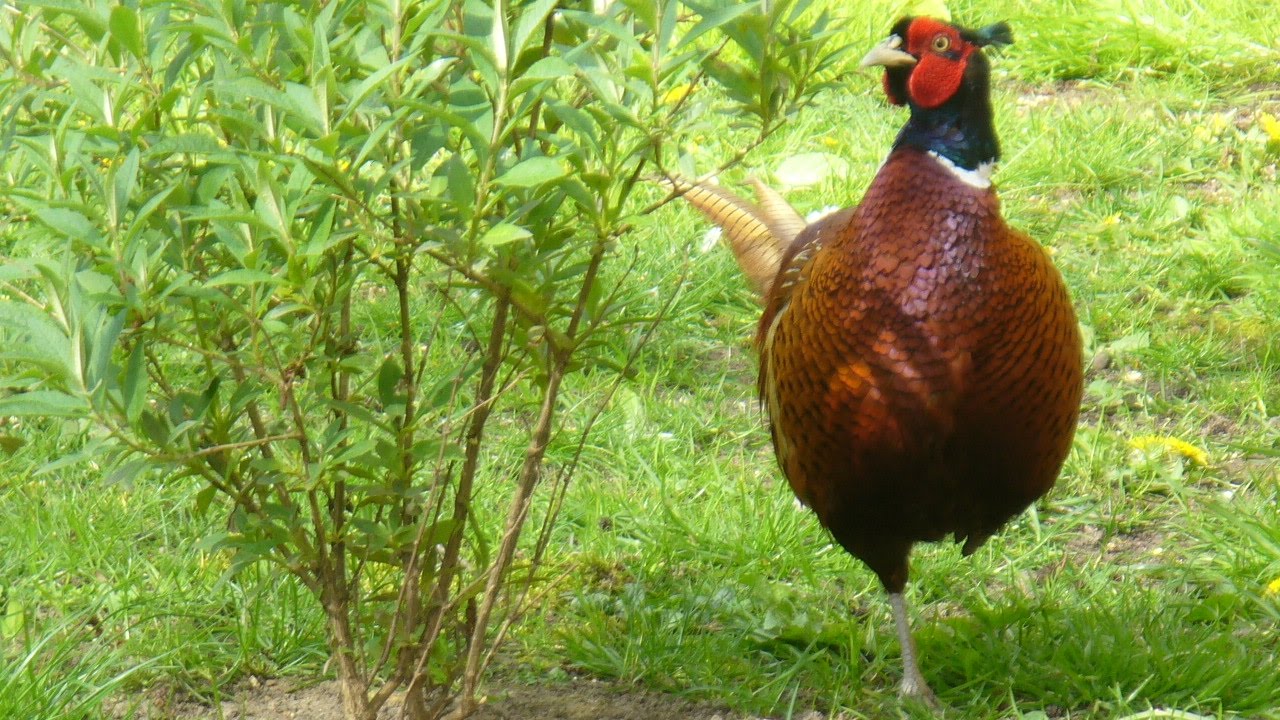 Common pheasant call. - YouTube