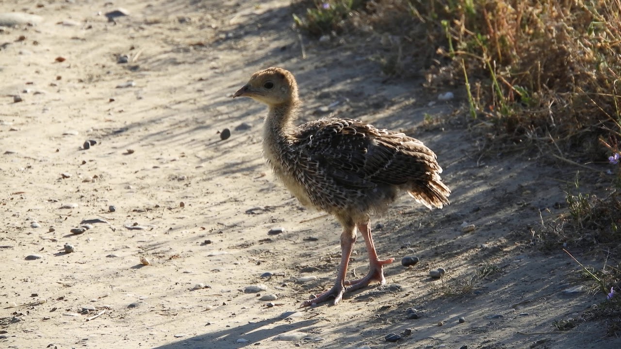 Turkey Poult - YouTube