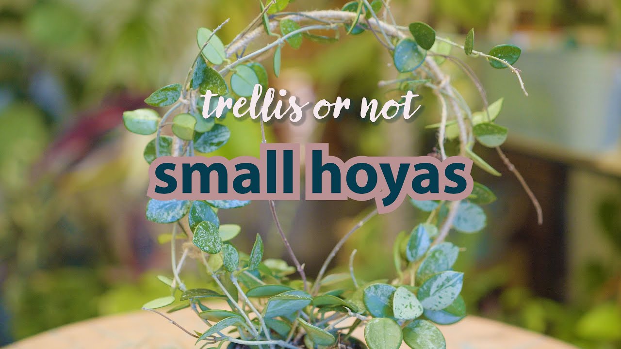 A display of small hoyas on trellises | How to: DIY trellis for small ...