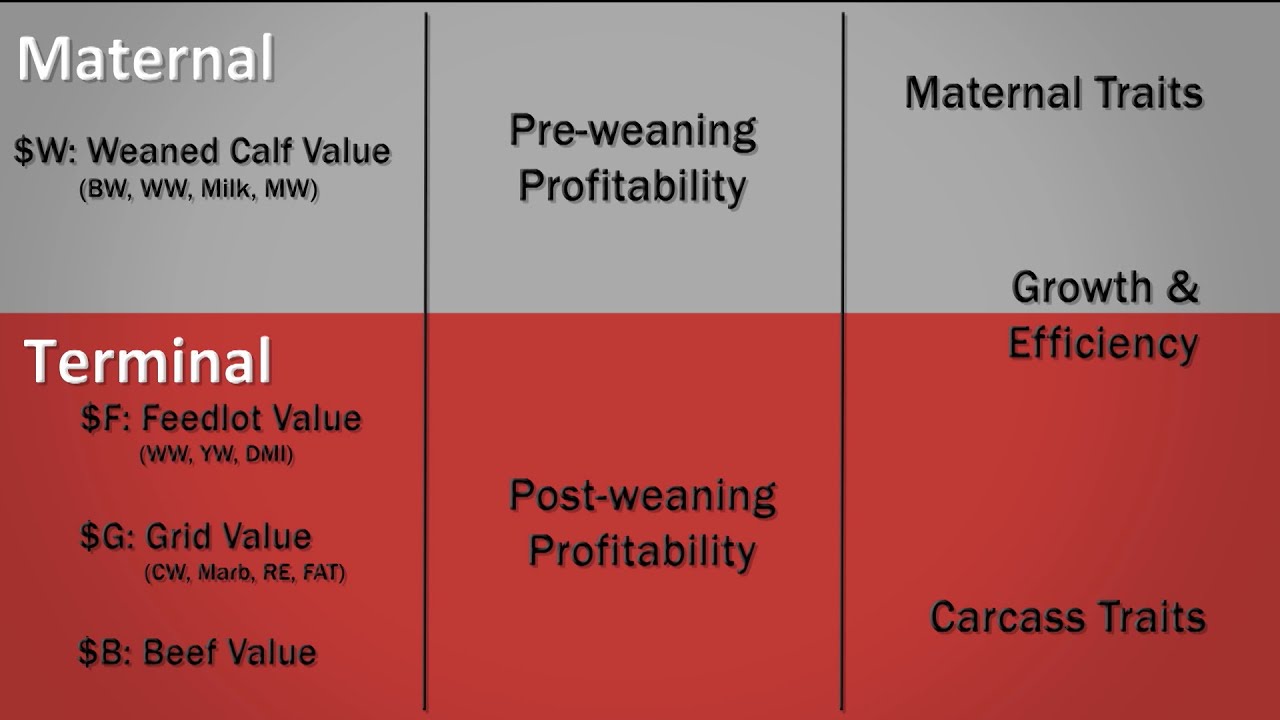 The Angus Report, May 30, 2016: Performance Insights - YouTube