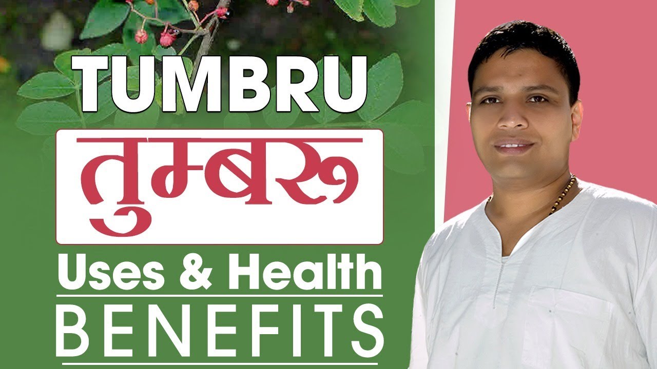 तुम्बरू (Zanthoxylum armatum) - Uses & Health Benefits | Acharya ...