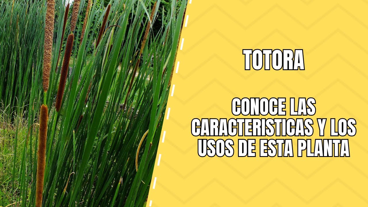 Totora: Características, Clasificación y Usos de la Planta Versátil ...