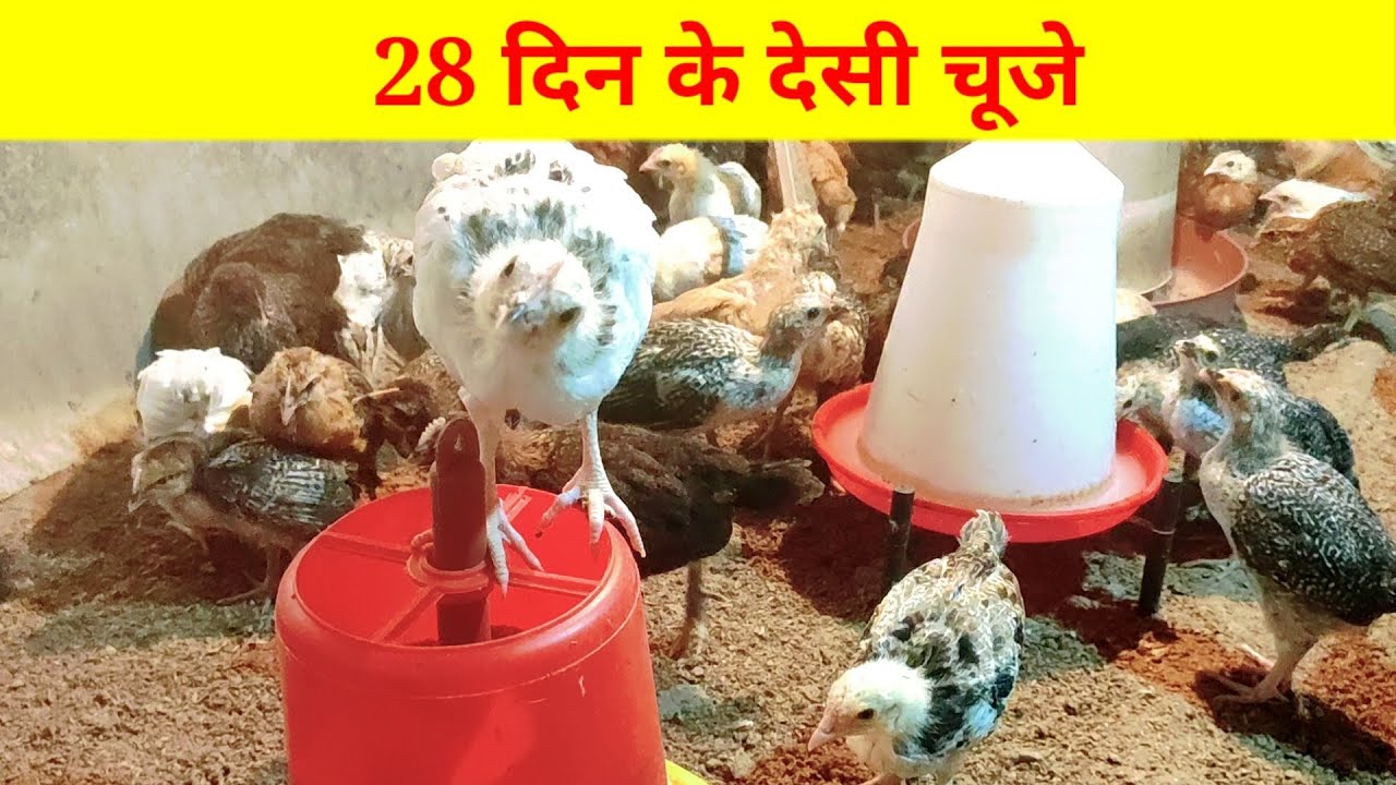 #28 दिन के देसी चूजे(Local chicken farming) - YouTube