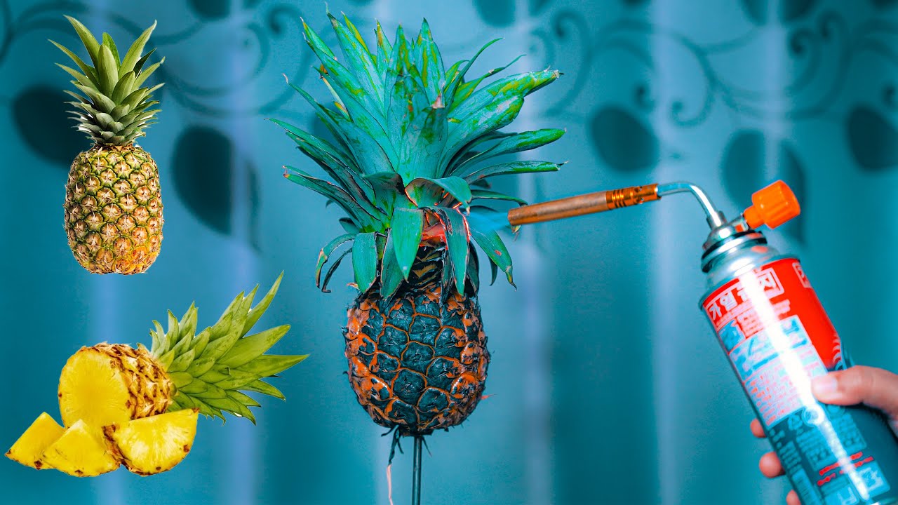 EXPERIMENT PINEAPPLE vs GAS TORCH - YouTube