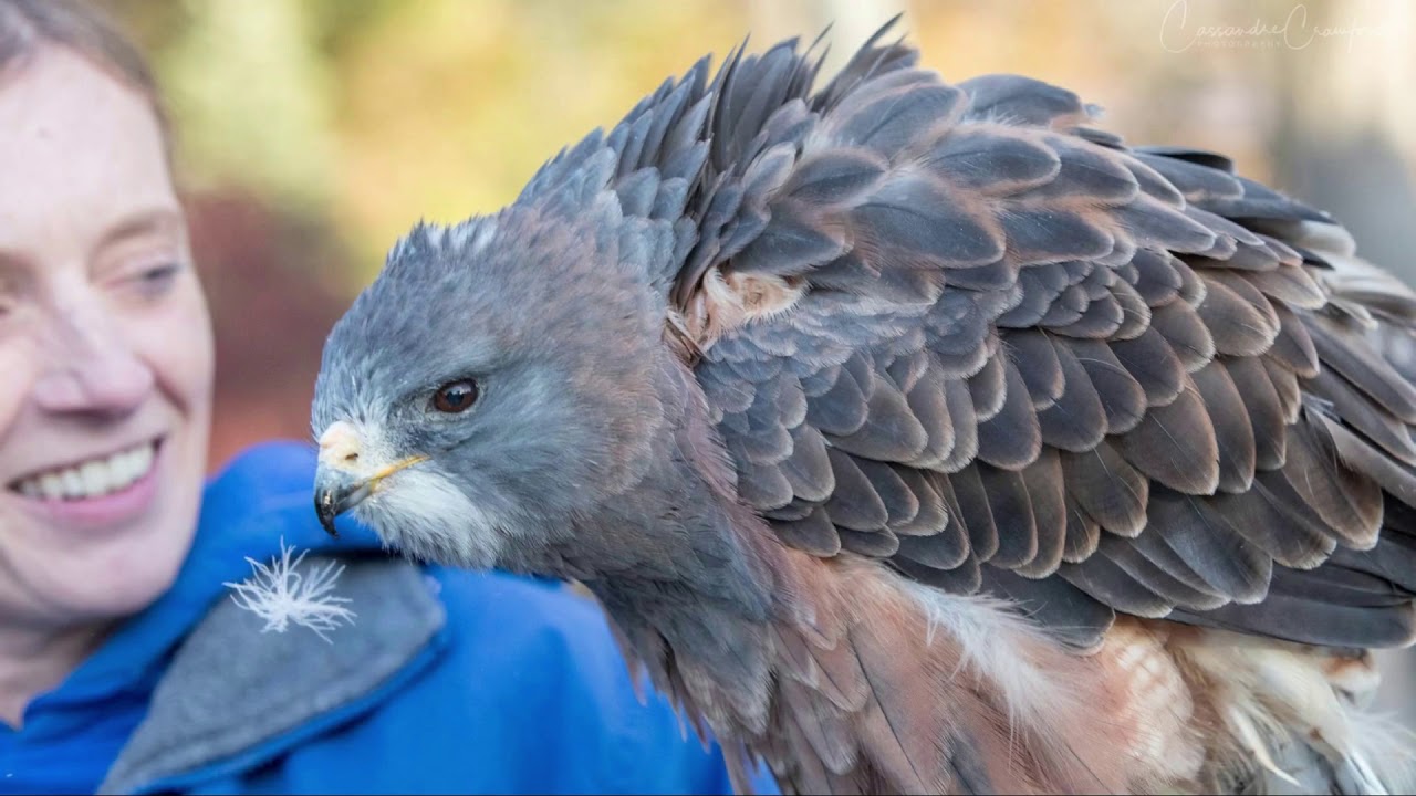 Tracy Aviary Ambassador Bird Showcase - YouTube