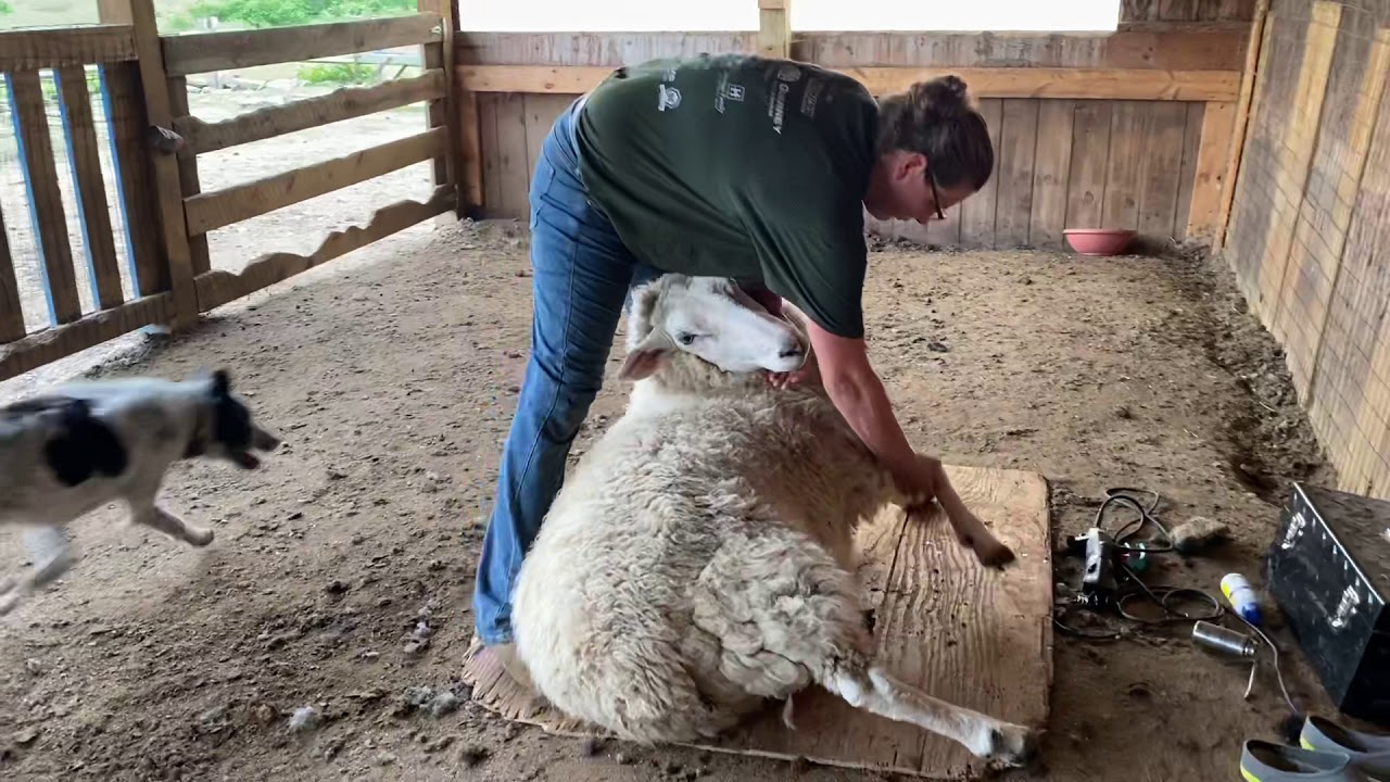 Getting The Sheep To Shearing - YouTube