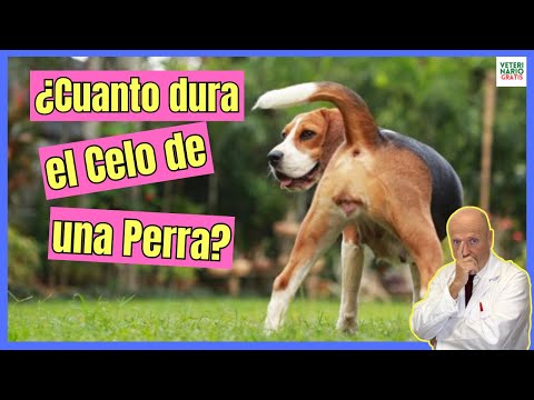 💝 ¿CUANTO DURA EL CELO DE UNA PERRA? 💝