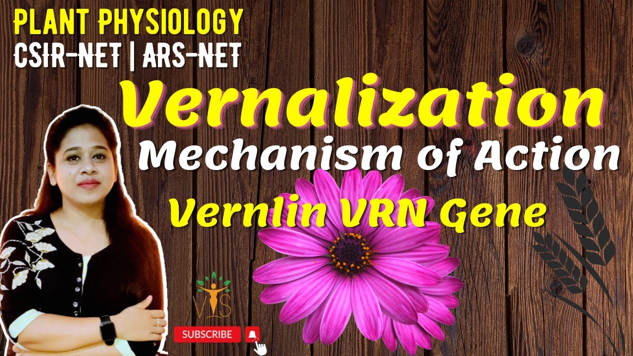 Vernalization | Vernalization Mechanism | Vernalization in Plants ...