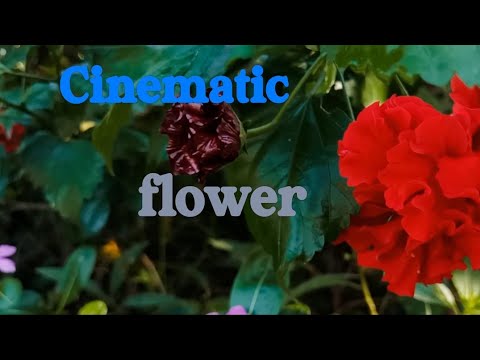 CINEMATIC//FLOWER// - YouTube