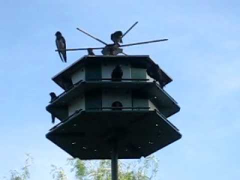 Purple Martin Sounds - YouTube