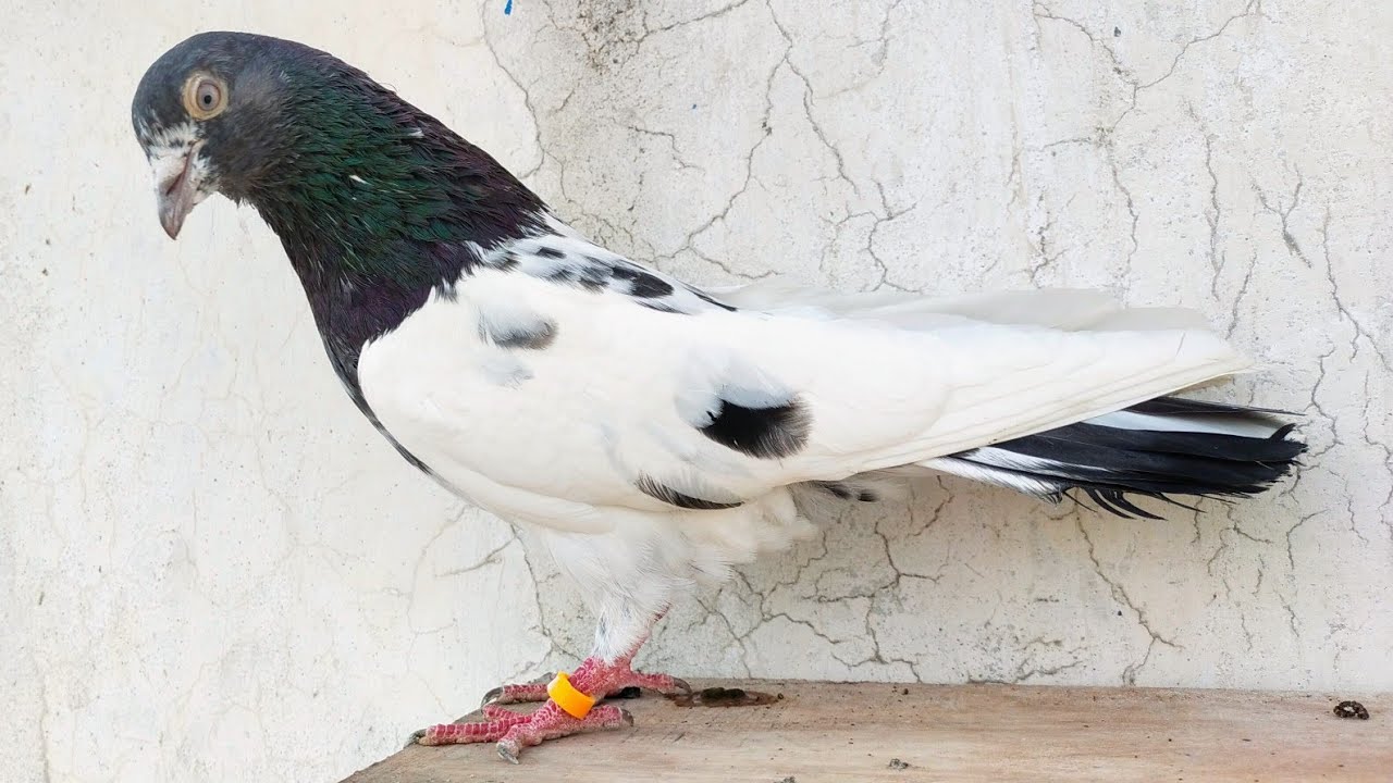 Acche kabootar ki pehchan | 79 walay kabootar | Pakistan & Indain ...