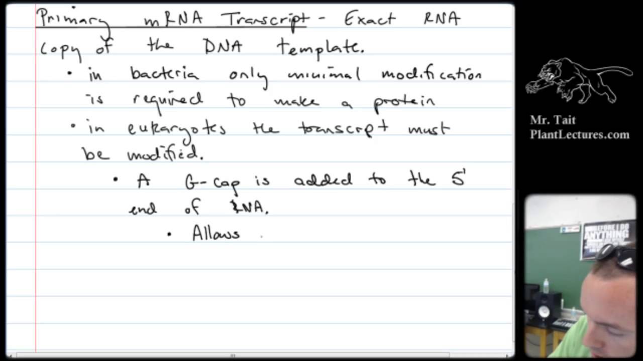 AP Biology - Genetics - Lesson 9: Transcription + mRNA Modification ...