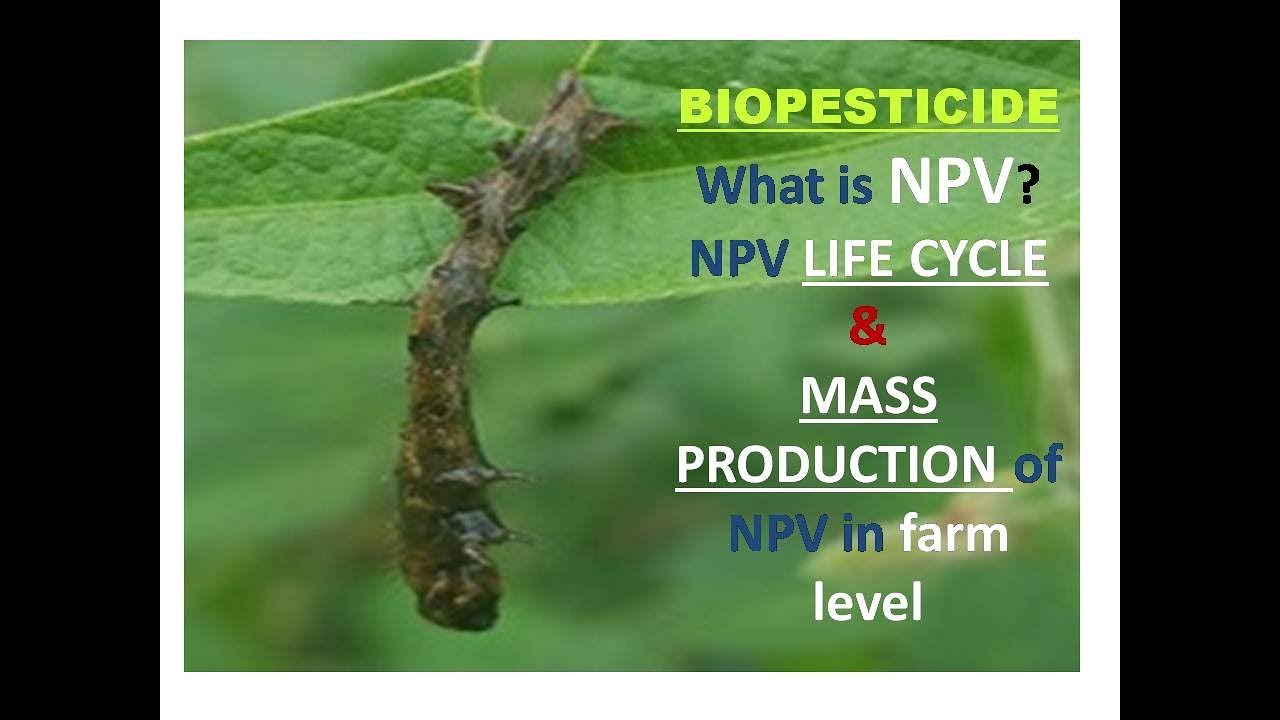 NPV , Life cycle of NPV, Mass production and apply in the field - YouTube
