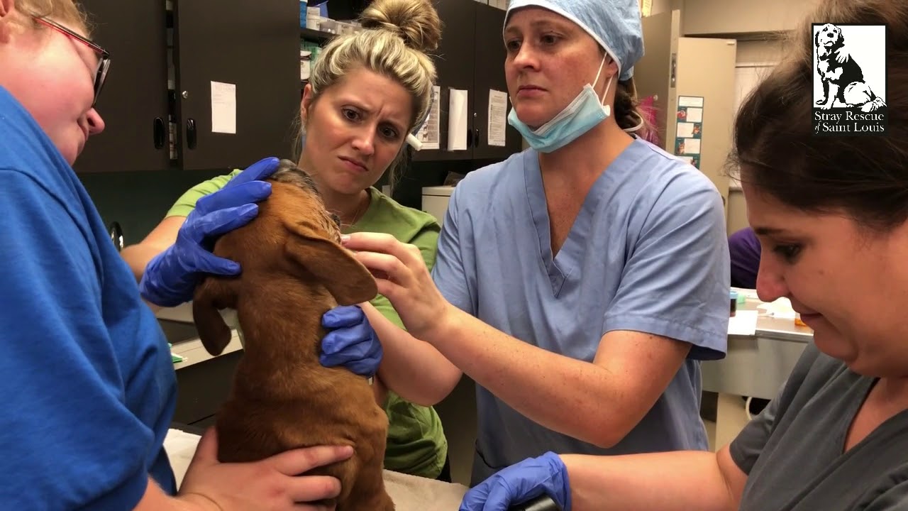 Juke is ready for her happy new beginning! - Stray Rescue of St.Louis ...