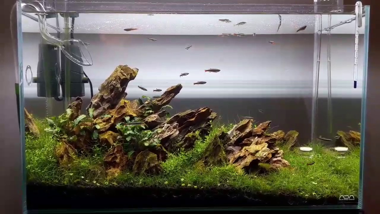 Ada cube garden 60-p - YouTube