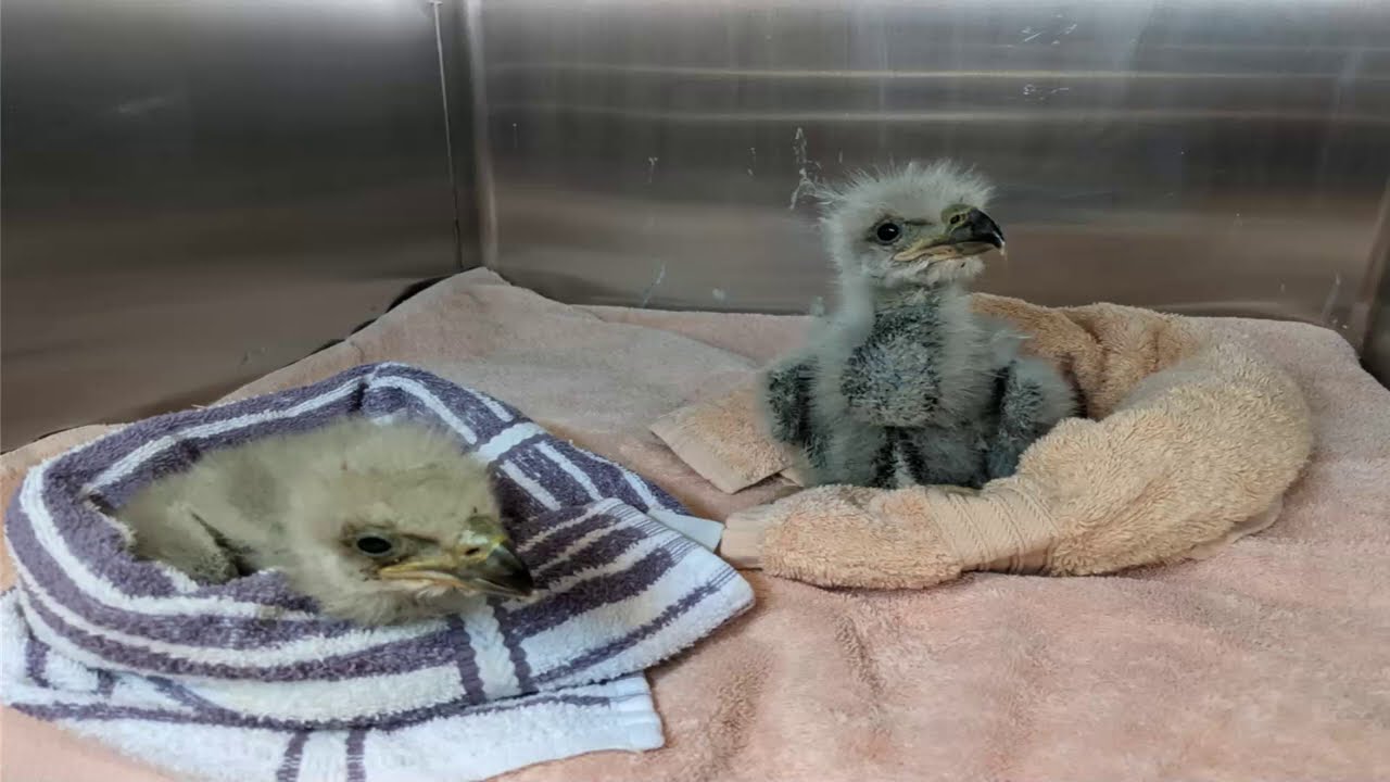 SWFL Eagles ~ CROW UPDATE ON E17 & E18 💕 Separate Towel Nests For Kids ...