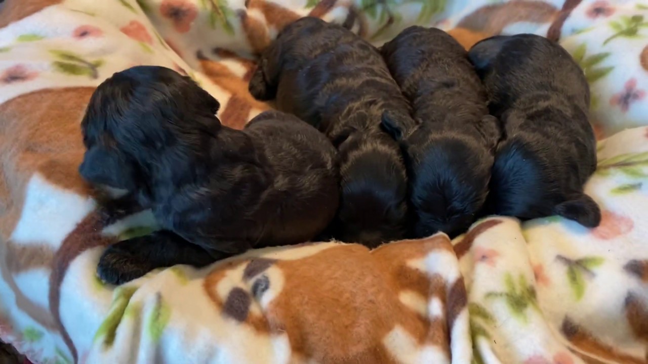 Cockapoo girls- 2 weeks old - YouTube