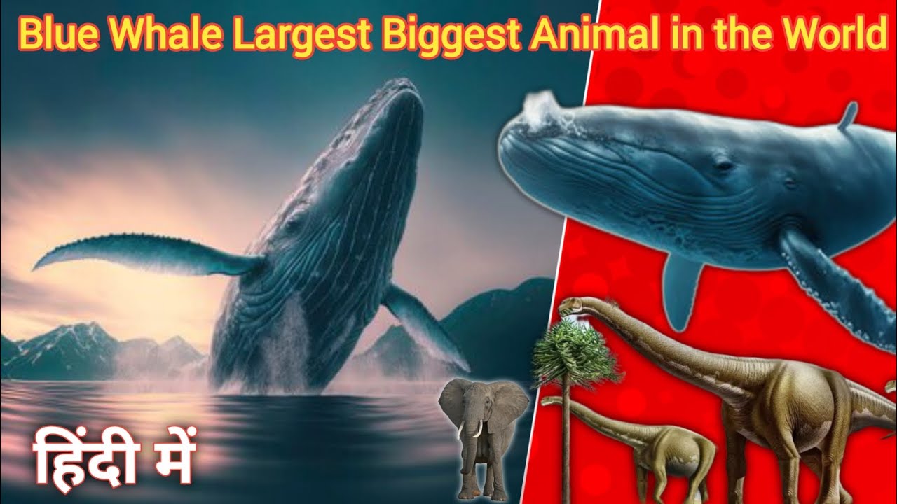 Blue whale largest Biggest Animal in the World | पृथ्वी का सबसे बड़ा ...