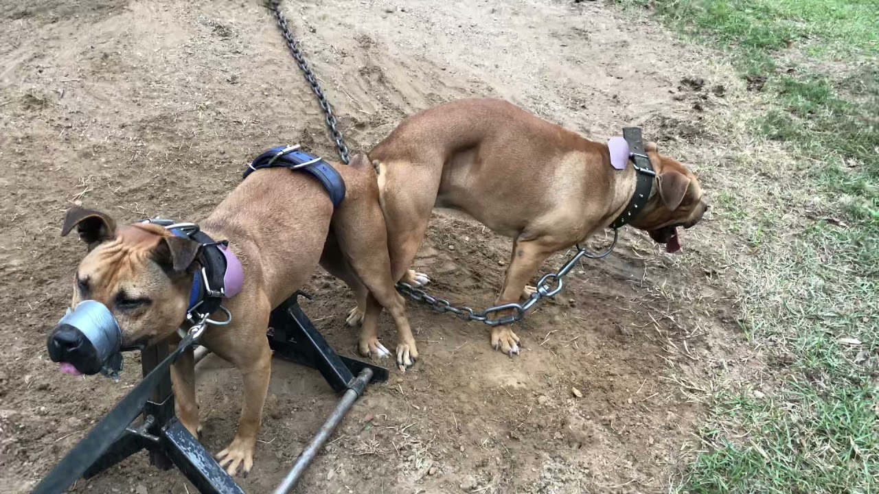 http://apbt.online-pedigrees.com/modules.php?name=Public&file ...