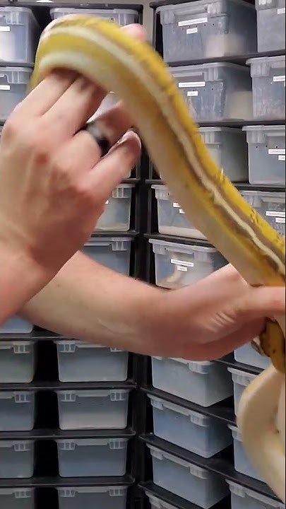 Halloween Snake #halloween #snake #reptile #animal #pets #youtubeshorts ...