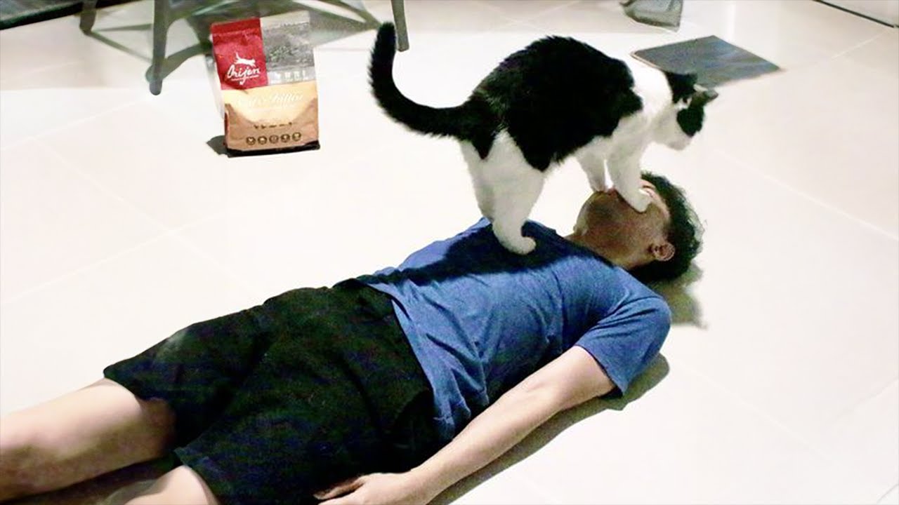 When your cat is in charge of you Funny Cat and Human 😂 - YouTube