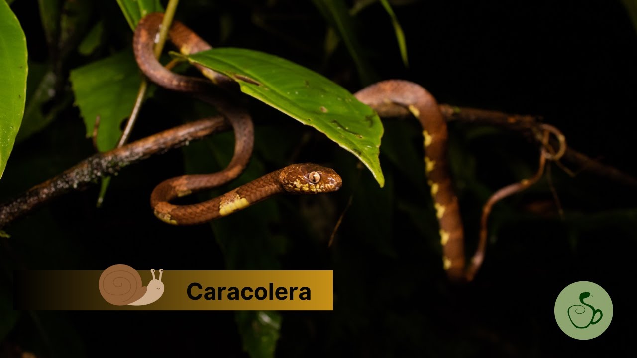 Culebras en el Amazonas ecuatoriano, parte 2 | Dipsas vermiculata - YouTube