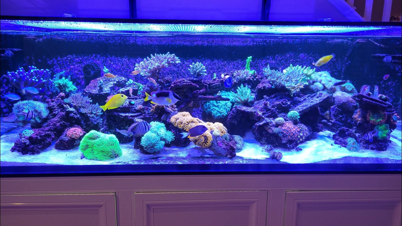 Innovative marine EXT 200 Mixed Reef Saltwater Aquarium update - YouTube