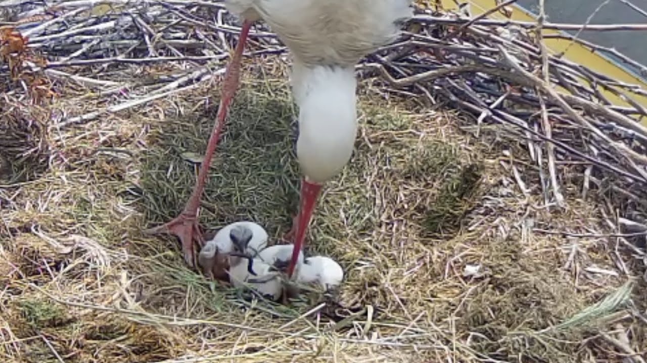 White Storks (Ságvár, Hungary) | Feeding time for two new born storks ...