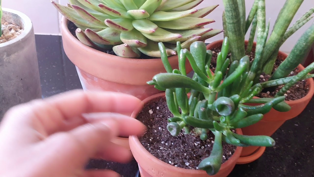 Kitchen Plant Tour - YouTube
