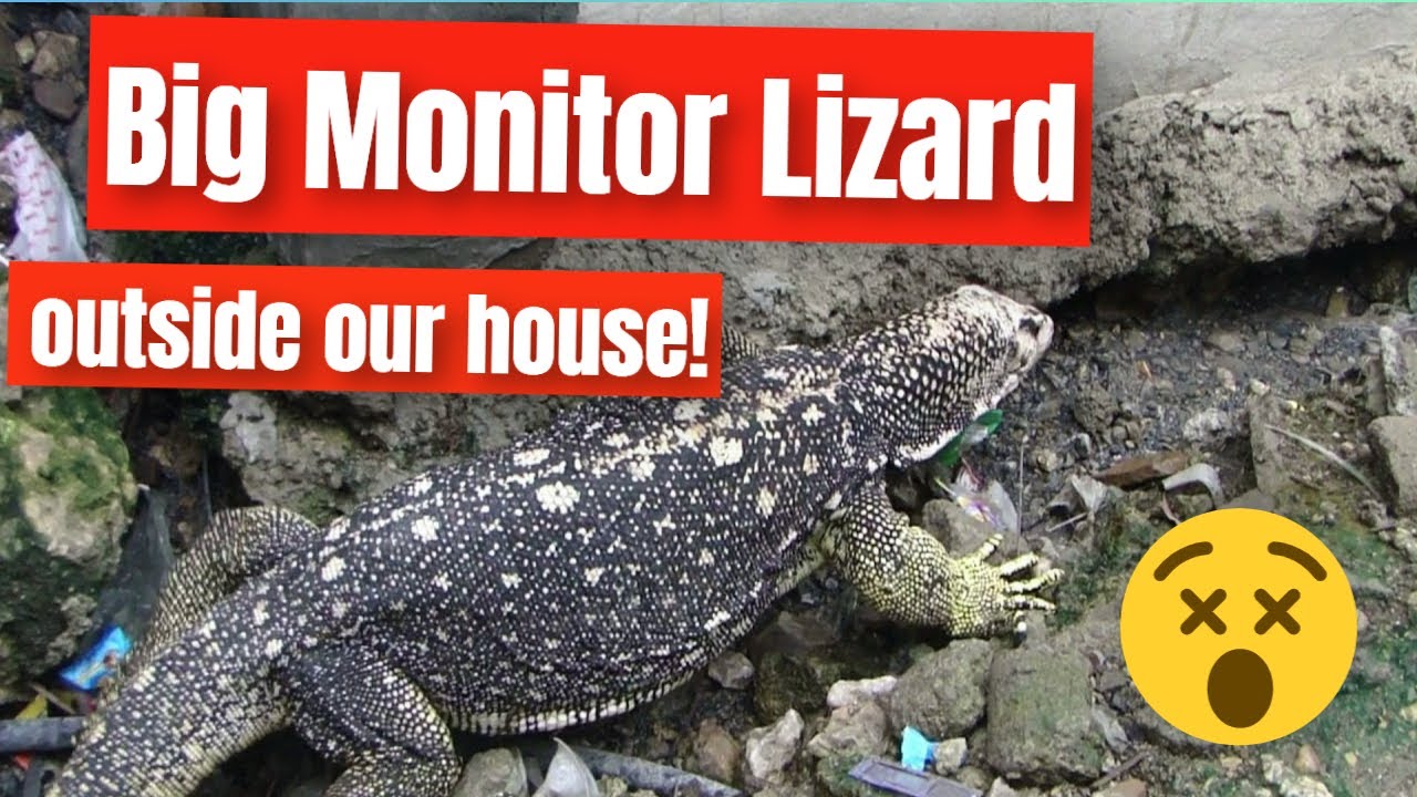 Big monitor lizard outside our house! - YouTube