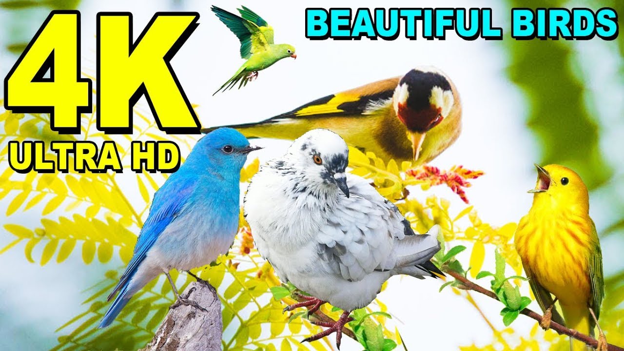 Most Beautiful Birds on Planet Earth | 4K | UHD Video | 4K ULTRA HD ...