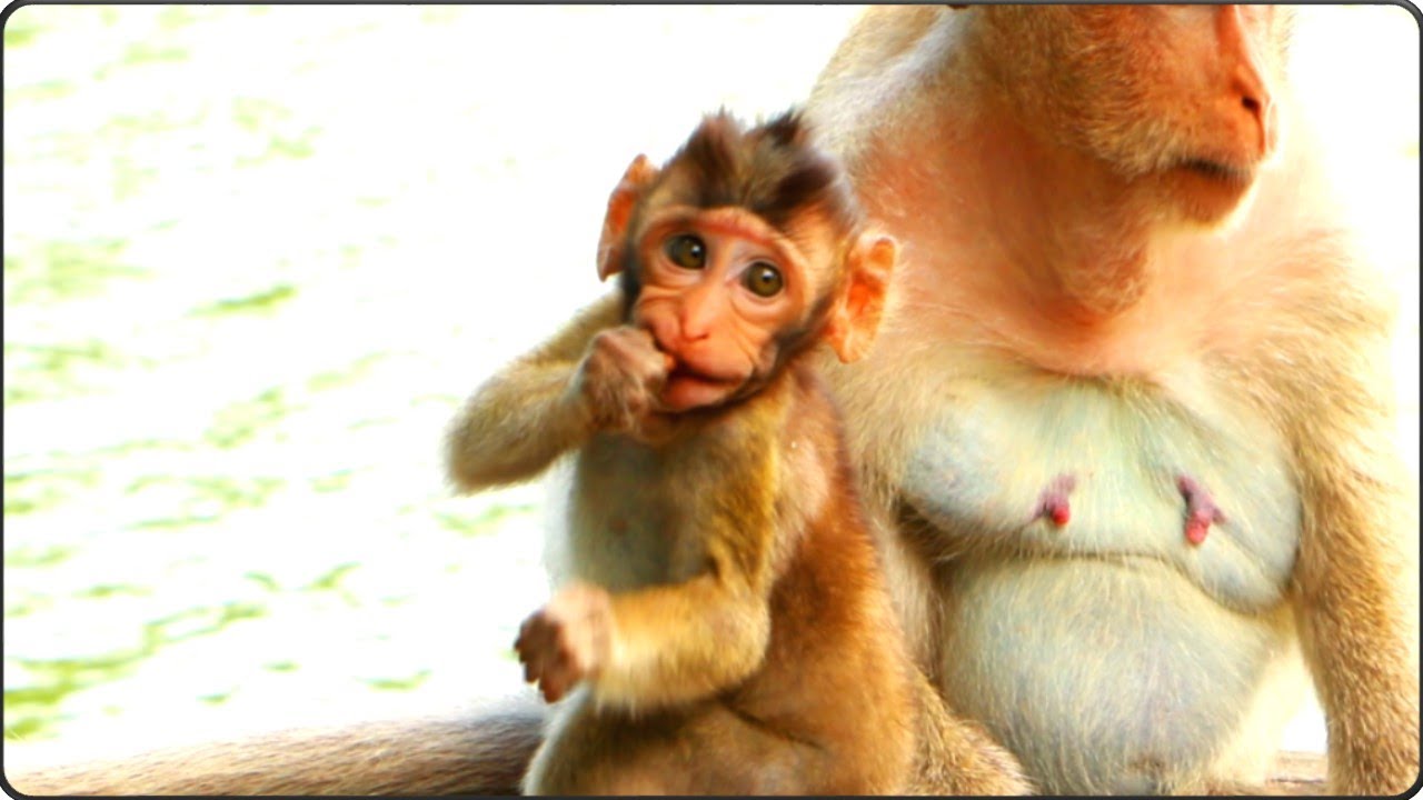 || BB monkey MOONPIE she happy by get best caring from mom | - YouTube