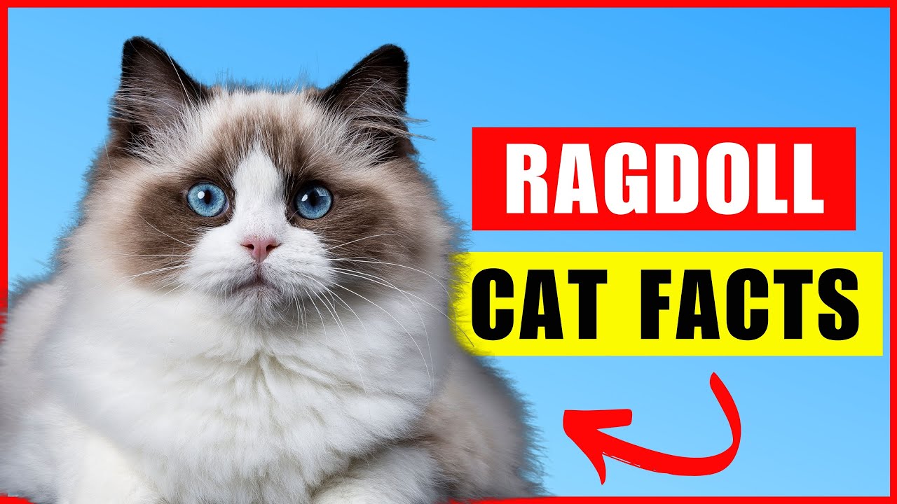 Ragdoll Cat Facts - What You Need to Know! - YouTube