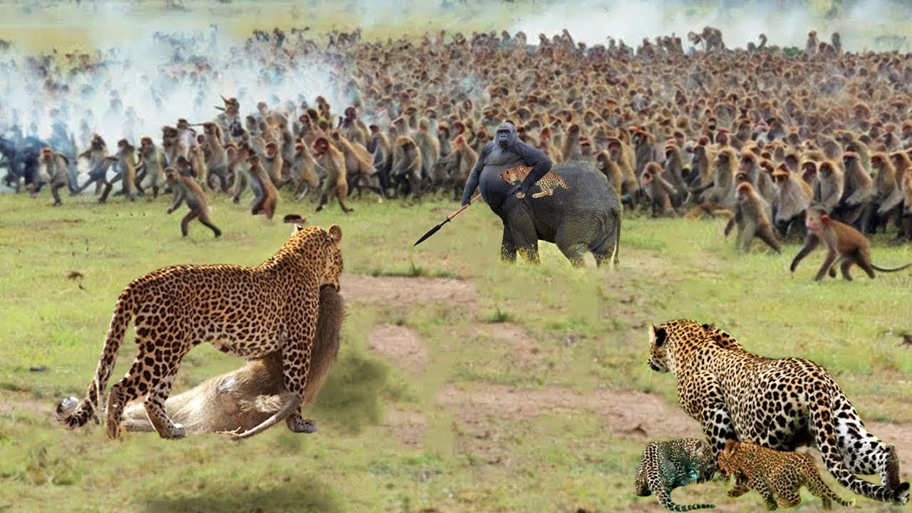 Horror! Leopard Dares To Invade Gorilla Territory During Festival And ...