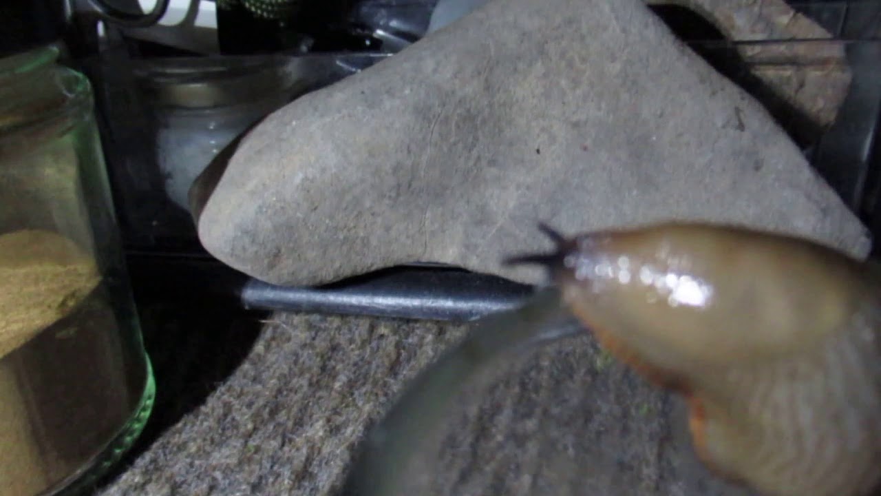 Rock Watching with Mc Slugs .. - YouTube