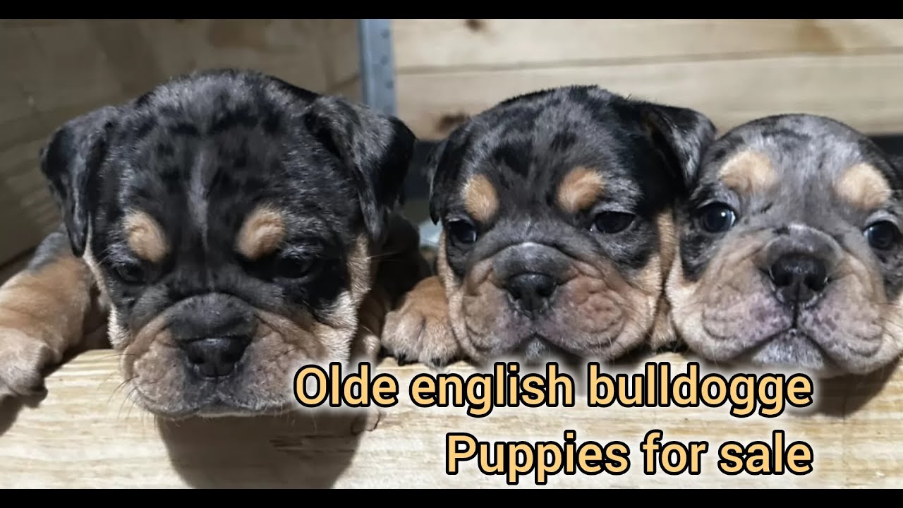 Olde English Bulldogge Puppies For Sale in Columbus - YouTube