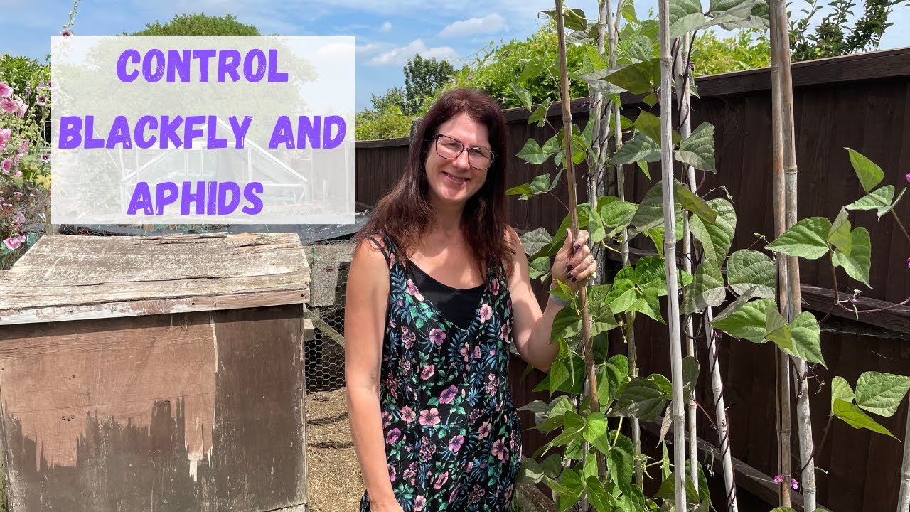 How To Control Blackfly And Aphids - How Do I Get Rid Of Black Fly ...