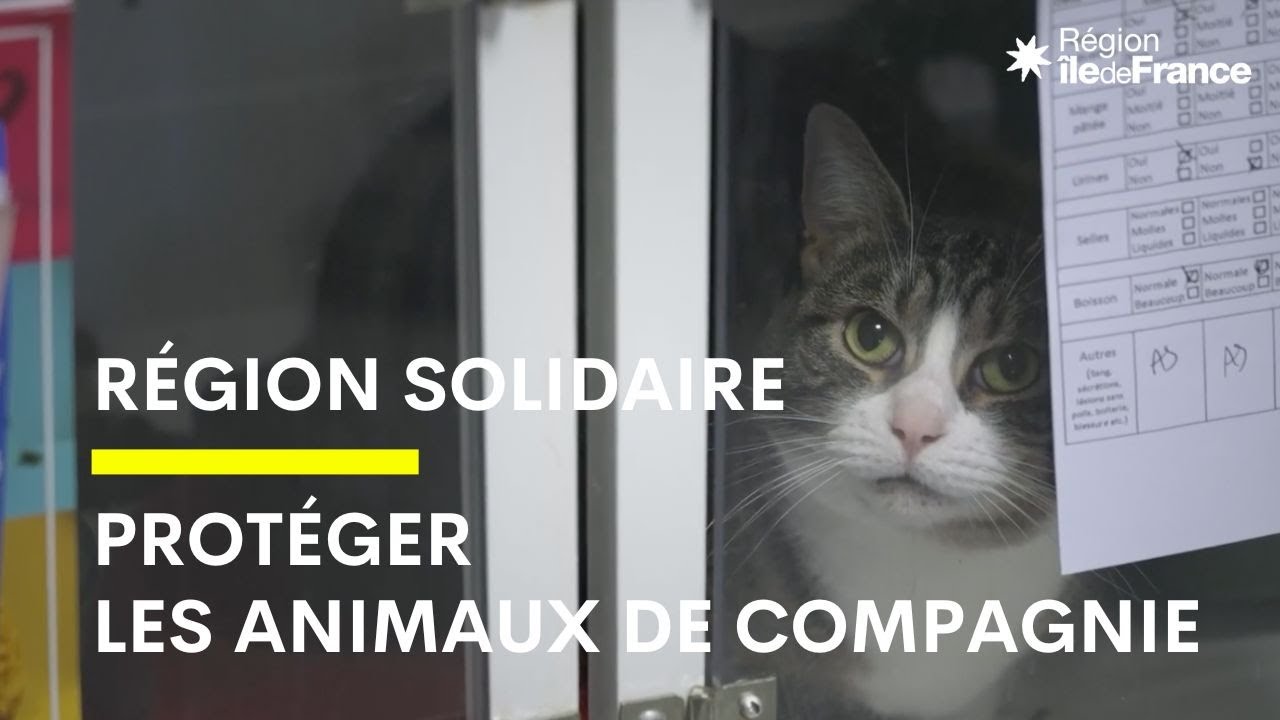 Label « Ville amie des animaux » : à la découverte de l'Association ...