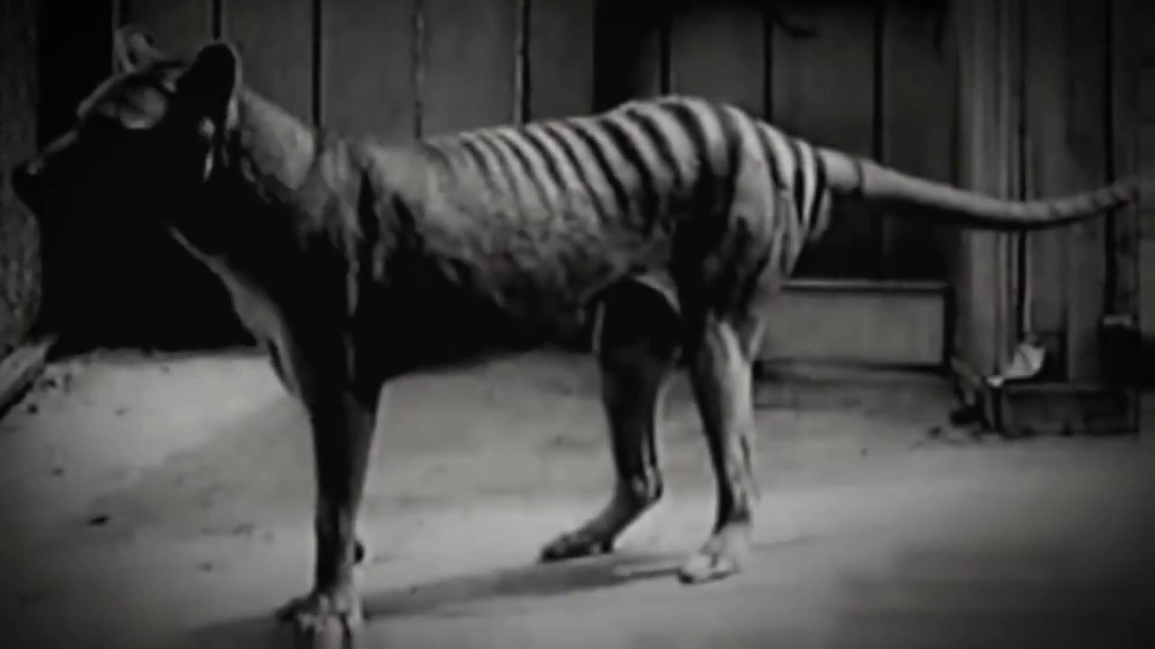 Last Tasmanian tiger footage - YouTube