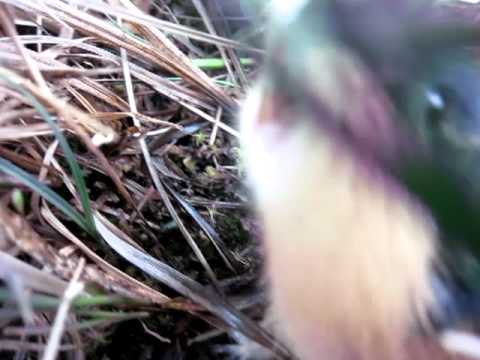 Really angry lemming - YouTube