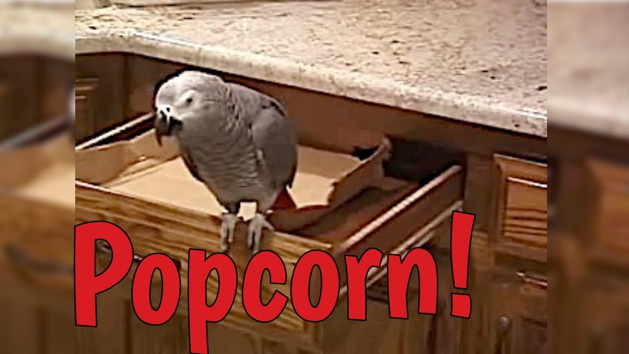 Einstein the Parrot Pops some Popcorn! - YouTube