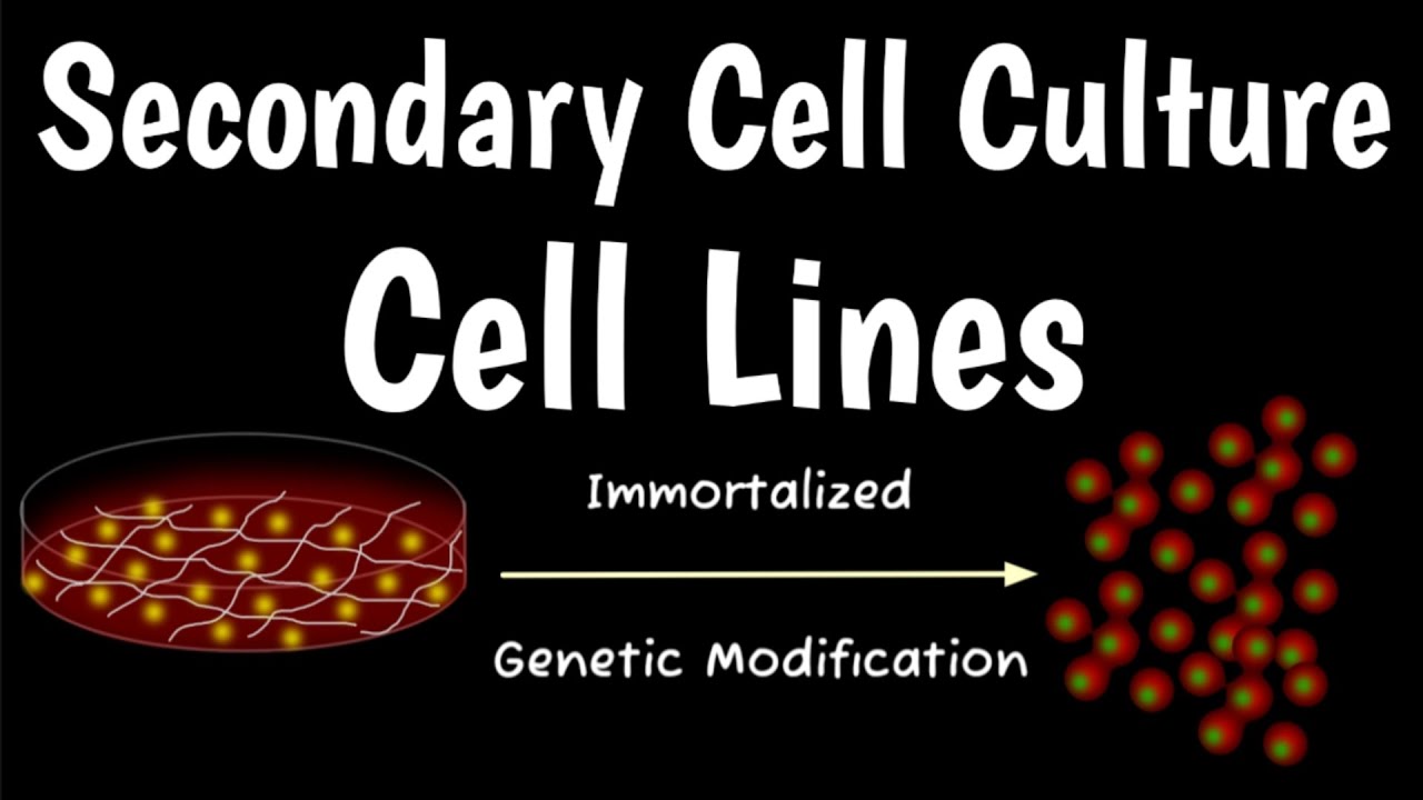 Secondary Cell Culture | Subculturing | What Are Cell Lines | - YouTube
