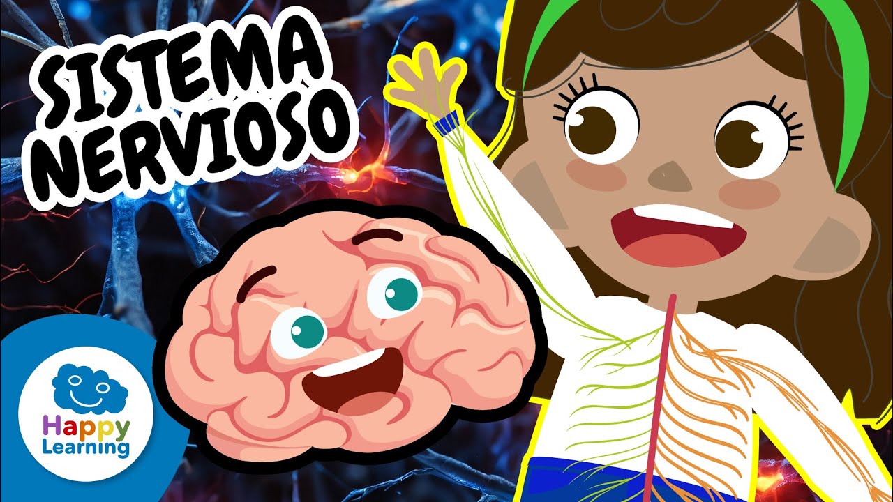 Caricatura Del Sistema Nervioso Sistema Nervioso Central: Funciones Y