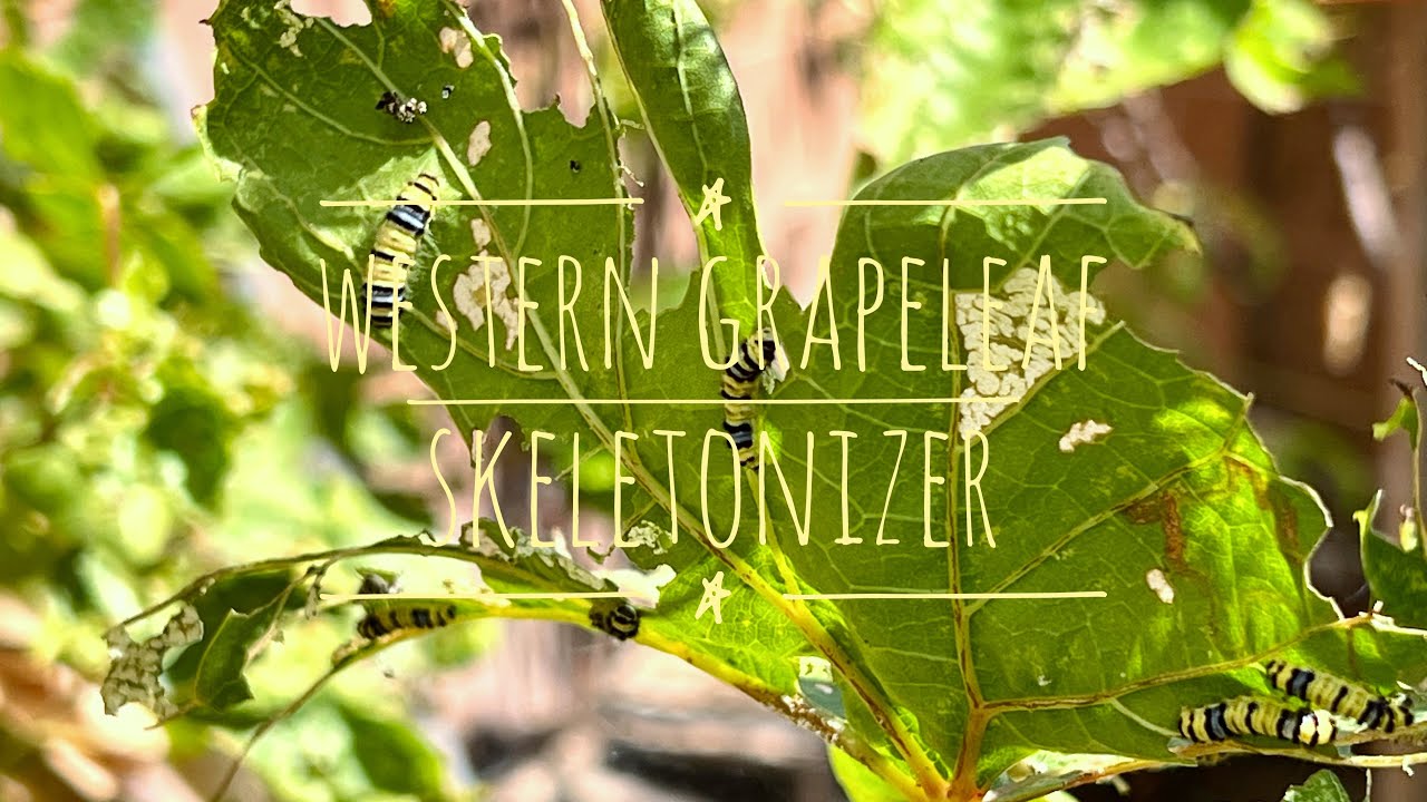Western Grapeleaf Skeletonizer - YouTube