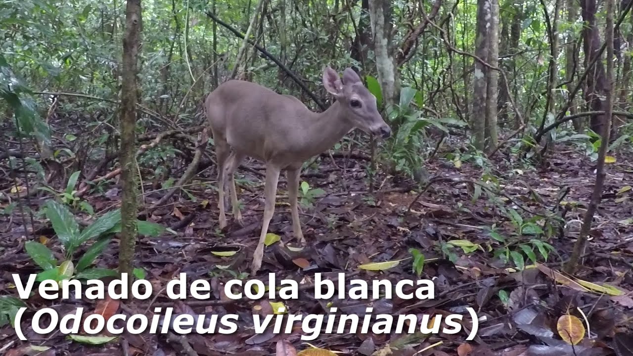 Venado de cola blanca (Odocoileus virginianus) | Costa Rica - YouTube