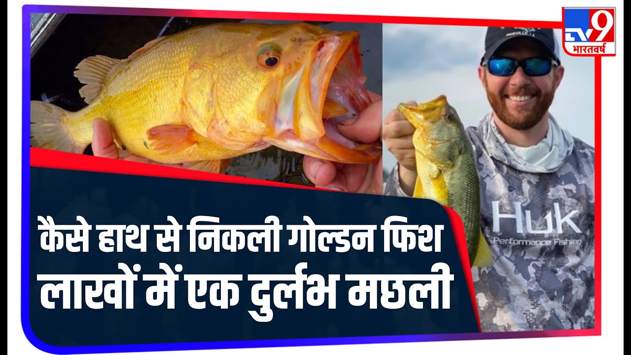 बीमार समझकर पानी में फेंक दी लाखों में एक Rare मछली, Fishing करते शख्स ...