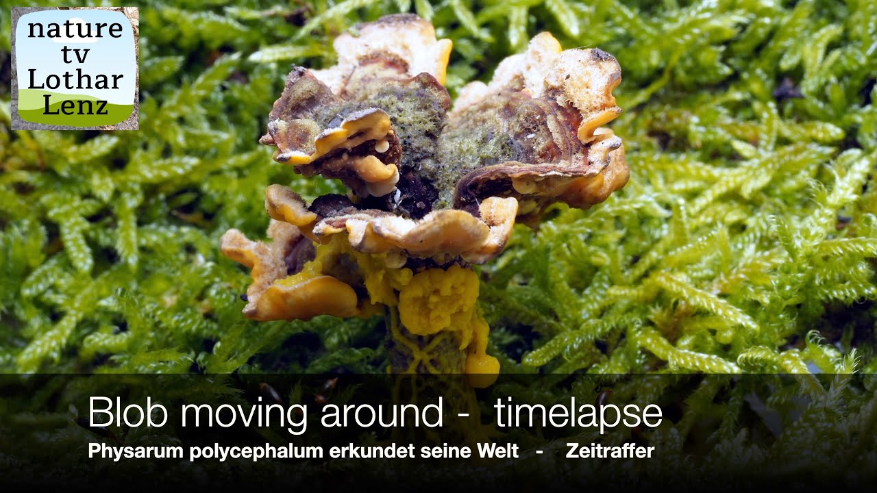 Blob moving around - timelapse. Physarum polycephalum erkundet seine ...
