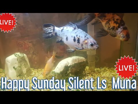 Happy Sunday Silent Ls muna tayo #erlinda60mixvlog - YouTube