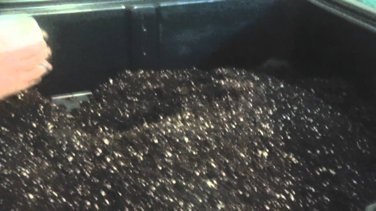 Mr Blue Goo's "Afgoo" - YouTube